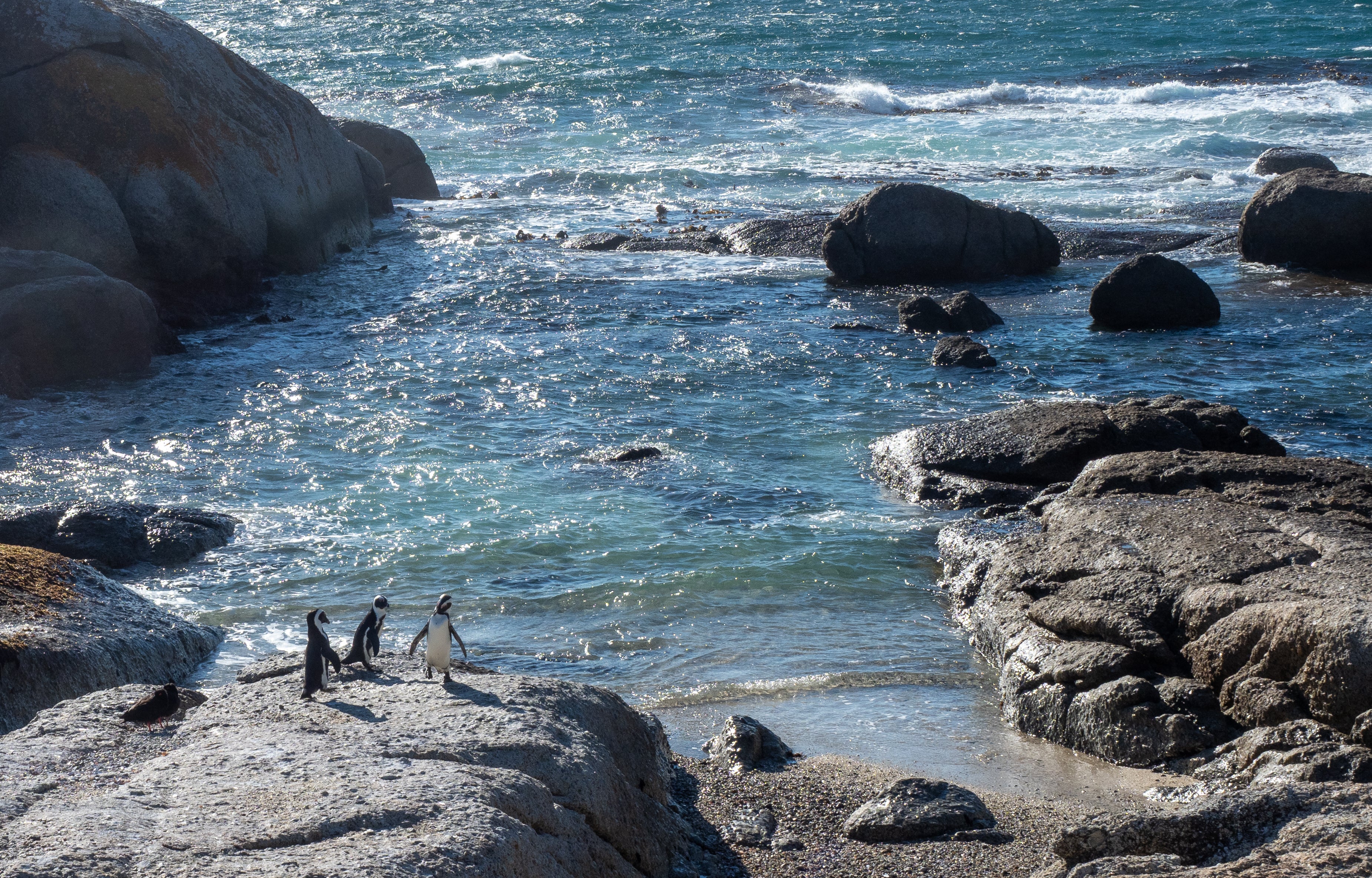 AFRICAN PENGUINS AT BOULDERS BEACH IN SIMON’S TOWN